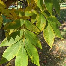 Plant Communities | CMP Tree Selection Tool